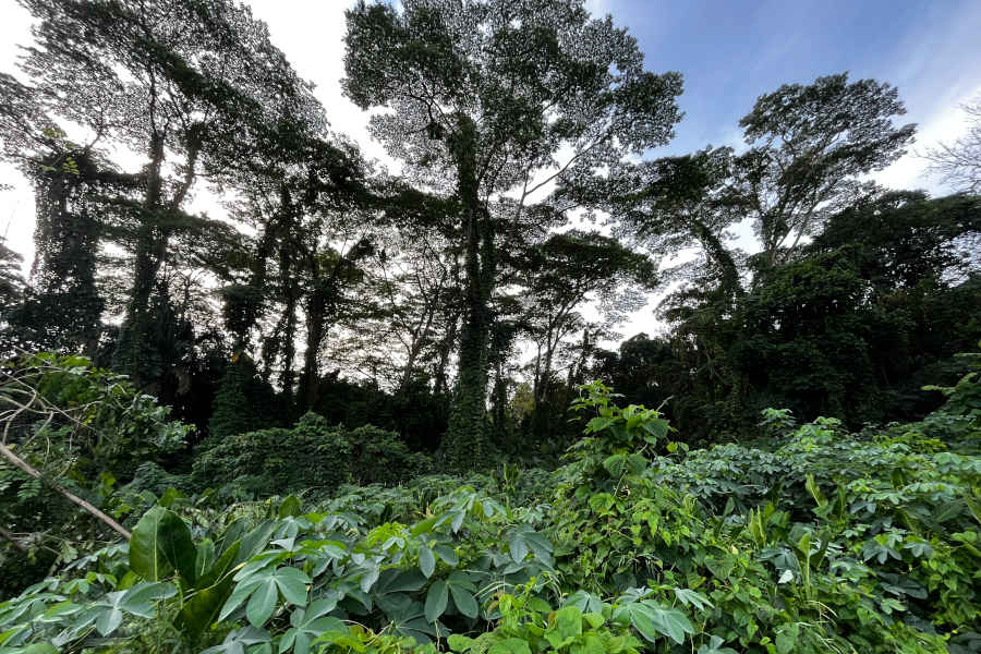 Clementi Forest Hiking Experience • The Gees Travel