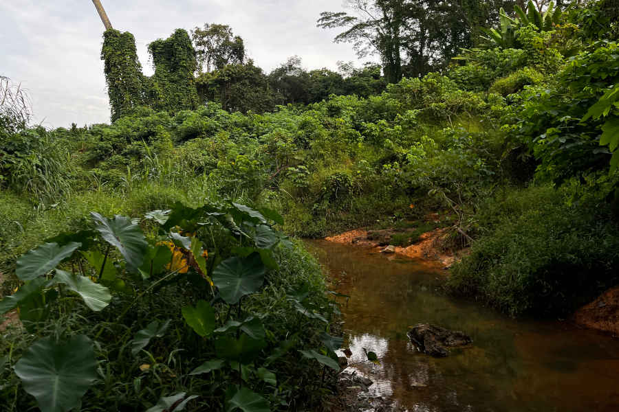 Clementi Forest Hiking Experience • The Gees Travel