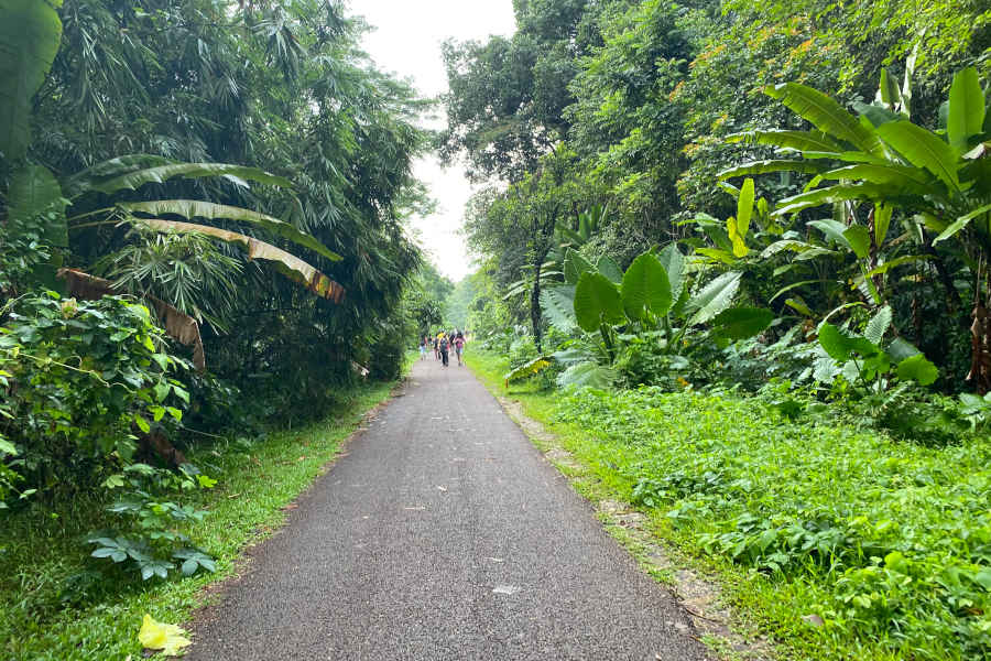 A Walk Through Green Corridor Singapore • The Gees Travel