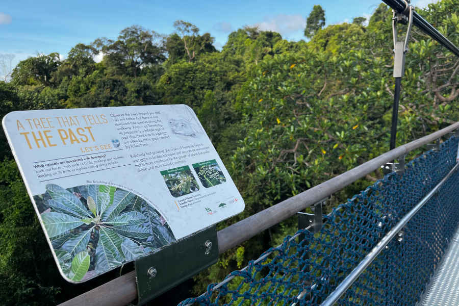 Treetop Walk Singapore Experience • The Gees Travel