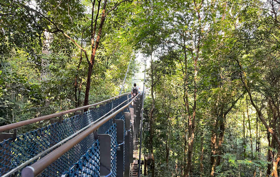 Treetop Walk Singapore Experience • The Gees Travel
