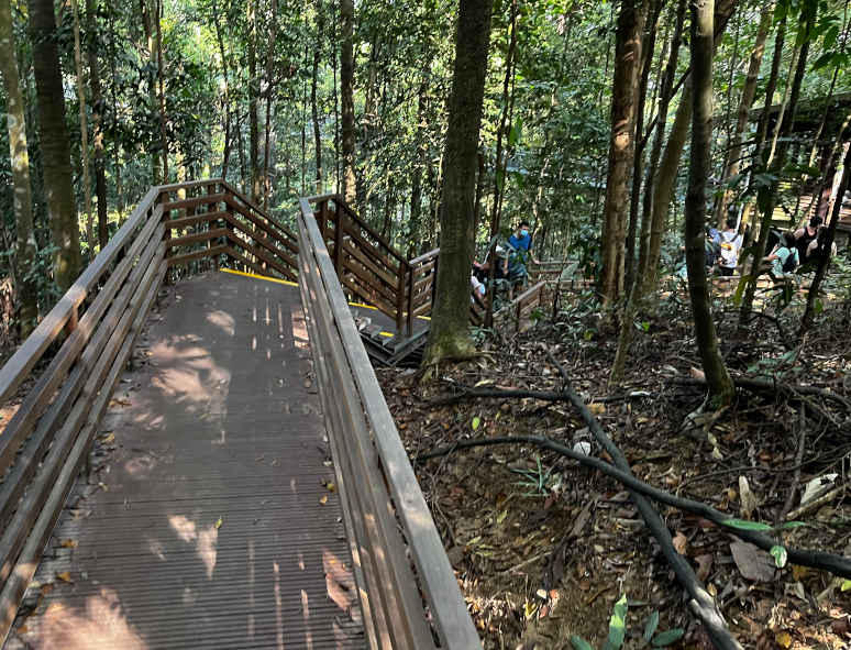 Treetop Walk Singapore Experience • The Gees Travel