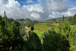 How To Go Dahilayan Forest Park • The Gees Travel