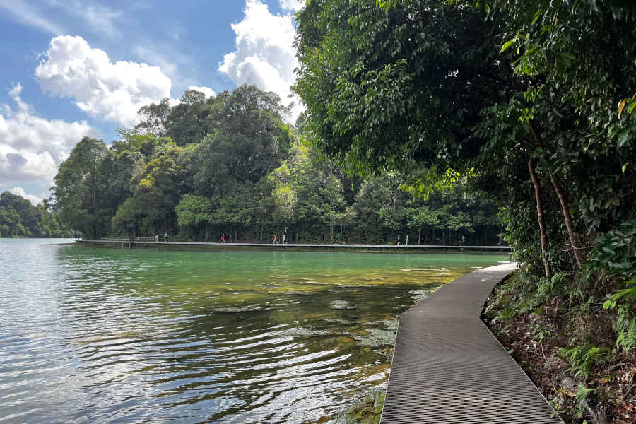 Hiking The Trails - Macritchie Reservoir Park Singapore • The Gees Travel