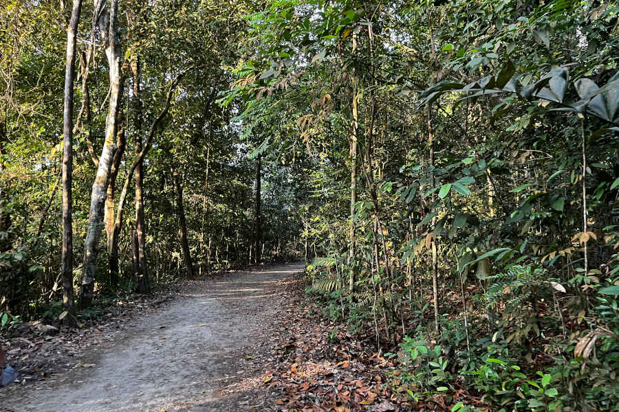 Hiking The Trails - Macritchie Reservoir Park Singapore • The Gees Travel