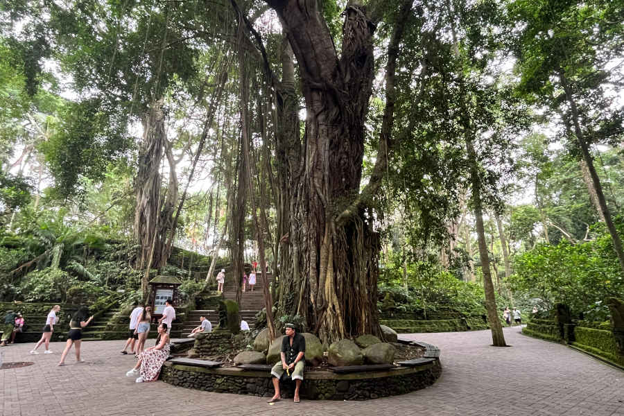 Our Visit To Monkey Forest Bali Indonesia • The Gees Travel